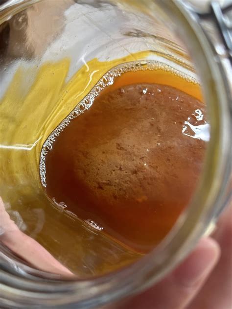 Is My Scoby Dead R Kombucha