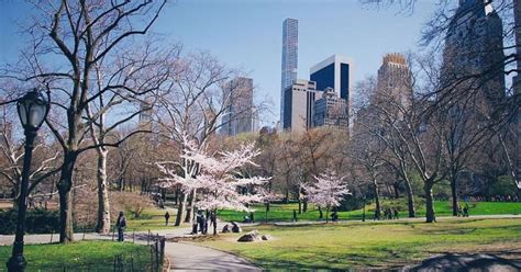 Aleksey Schukin On Linkedin City Tree Species