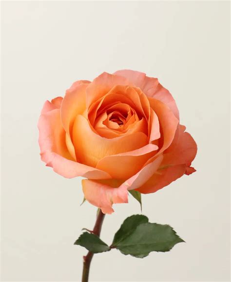 어니스트플라워 코랄리프 장미