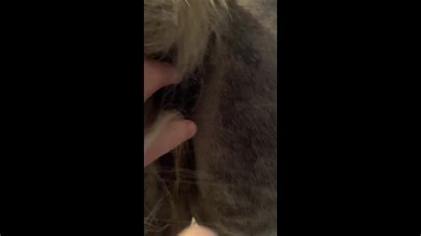 Mare Anus Fingering Zoo Tube 1
