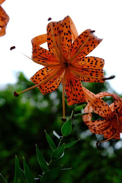 虎百合 花朵 橙花 Pixabay上的免费照片 Pixabay