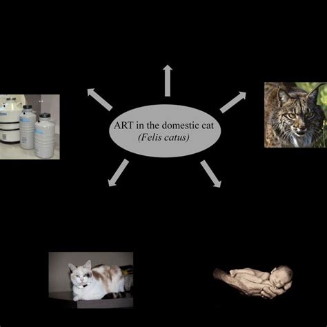 Summary Diagram Of In Vivo Embryo Development In The Domestic Cat After