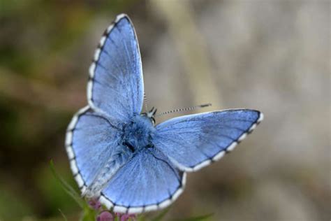 아름다운 곤충 나비와 나방에 대한 재미있는 사실들