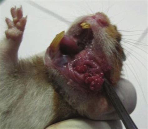 Hamsters Marie S Version Flashcards Quizlet