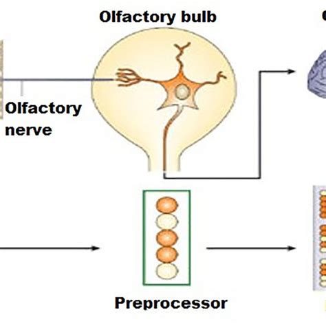 A Schematic Of The Human Olfactory System And Its Equivalent In An Download Scientific Diagram
