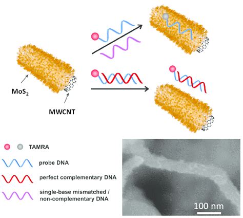 Schematic Illustration Of The Mos 2 Mwcnt Nanocomposites Based