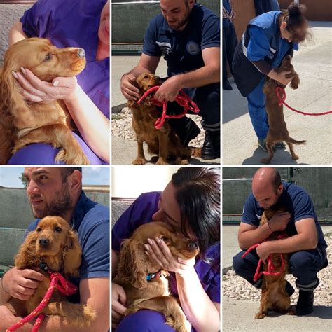 ცხოველთა 🫴 ახალი მზრუნველი პატრონის მოძიების მიზნით ცხოველთა მუნიციპალური თავშესაფრიდან