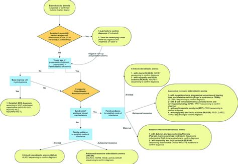 Diagnostic Algorithm For Sideroblastic Anemia Download Scientific Diagram