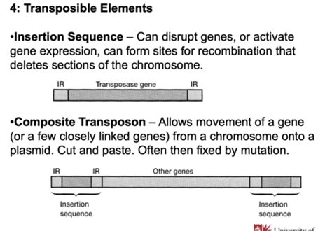 Plasmids And Amr Flashcards Quizlet