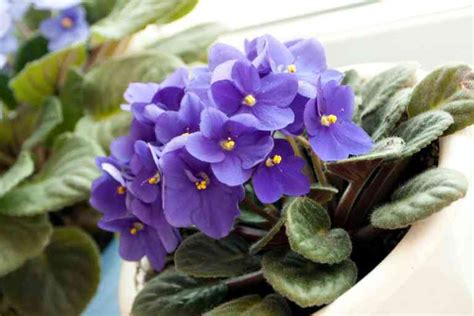 오래가는 생화 20가지 꽃플라워