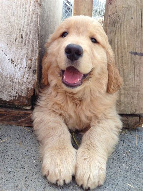 Pin By IƝɢʀǐɖ ᗰᏗǐɛʀ On G⚬ℓ∂ɛຖᵔᴥᵔᏋαrɬɧ ᗩຖɠɛℓຣ 1 Golden Retriever