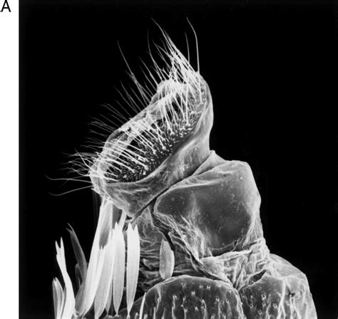 A Scanning Electron Micrographs Sem Of Exposed Pheromone Gland And Download Scientific