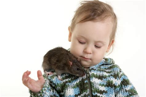 Visual Neuroscience Lab Mcmaster Home