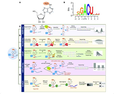 Overview Of M6a Rna Methylation And M6a Mapping Technologies A N 6 Download Scientific