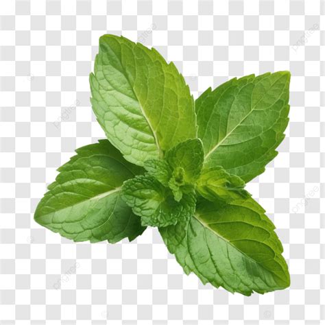 투명한 배경에 신선한 민트 잎 세트 잎 박하 민트 Png 일러스트 및 이미지 에 대한 무료 다운로드 Pngtree
