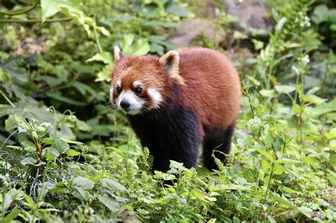 더쿠 푸릇푸릇한 야외방사장과 아주 잘 어울리는 붉은 털을 가진 서울대공원 레서판다 리안이 1살 시절