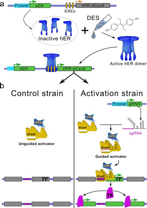 Vpr Dcas9 Activation And Experimental Design Green Or Grey