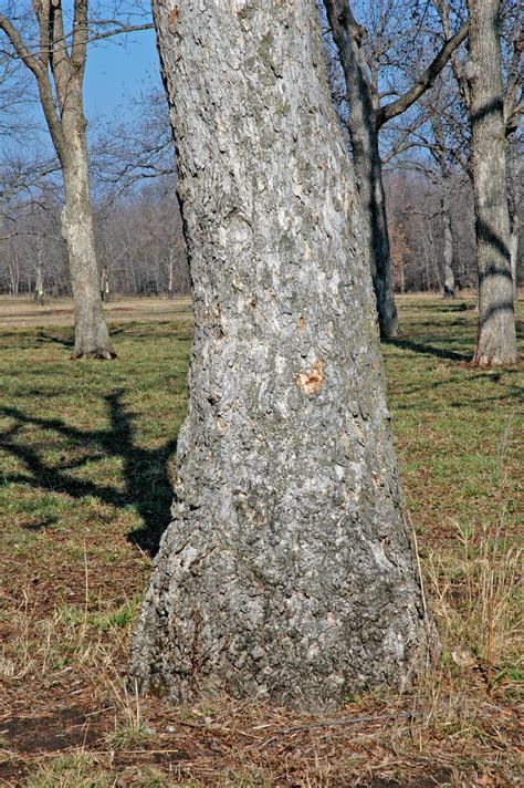 Pecan Tree Bark Identification