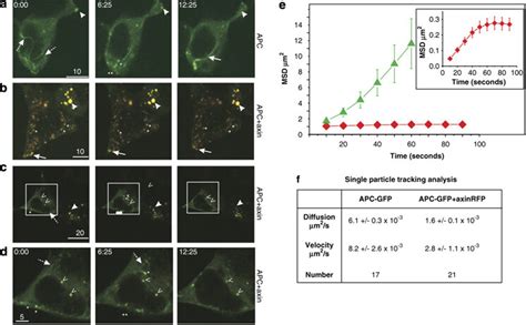 Axin Restricts The Dynamic Behaviour Of Adenomatous Polyposis Coli Download Scientific Diagram