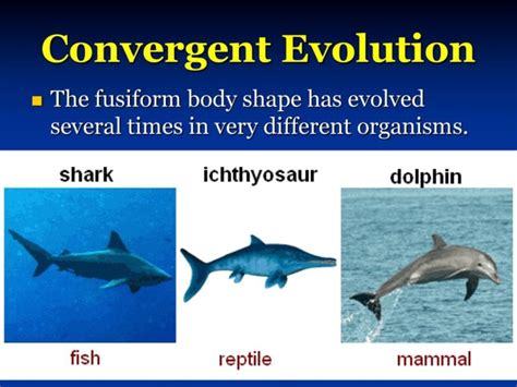 convergent sequence definition and example sekamls