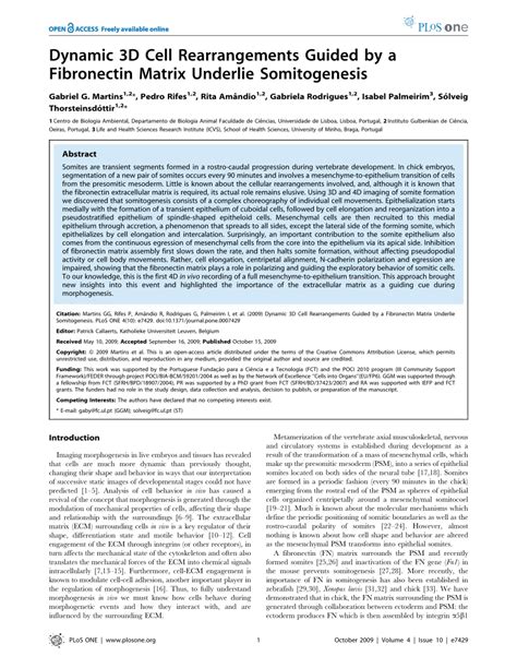 Pdf Dynamic 3d Cell Rearrangements Guided By A Fibronectin Matrix