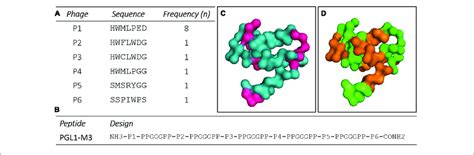 Peptide Sequences Derived From A Random Peptide Phage Display Pd Peptide Sequences Derived From A Random Peptide Phage Display Pd