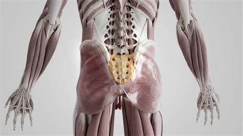 Sacral Region