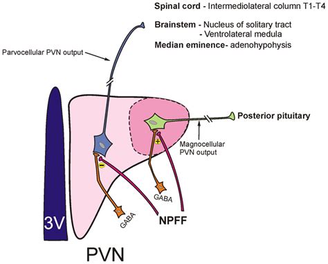 Schematic Depicting Parvocellular And Magnocellular Components Of The Download Scientific