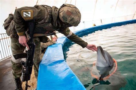 Шторм століття залишив окупантів у Криму без бойових дельфінів вольєри змило Диалог Ua