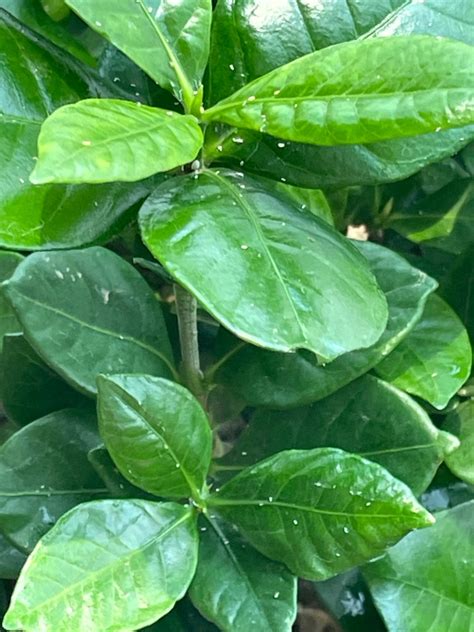 식물잎에 하얀점같은게이게뭔가요 지식in