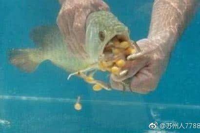 花6萬買金龍魚回家卻絕食 他撬開嘴噴出一堆黃金直呼賺翻 ETtoday寵物雲 ETtoday新聞雲