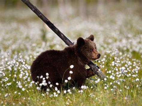 Create Meme Bear Bear Bear Cub The Bear Brown Bear With Cubs