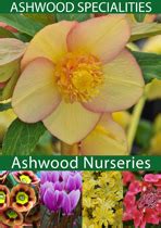 Roses Buy Online Ashwood Nurseries