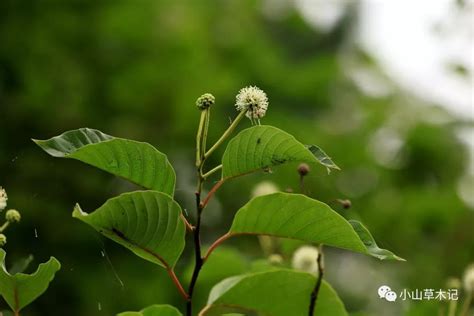喜树花一开，好事自然来