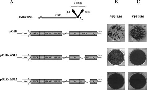 Effect Of Deletions Of The 3 Ј Ncr Stem Loop Structures On Fmdv Download Scientific Diagram