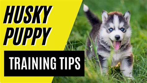How Hard Are Siberian Huskies To Train