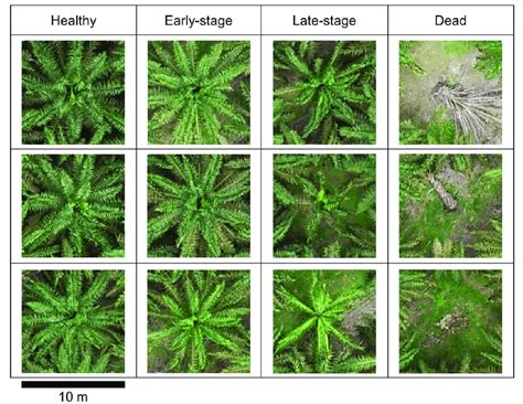 Examples Of Tree Crown Images Extracted From The High Spatial Download Scientific Diagram