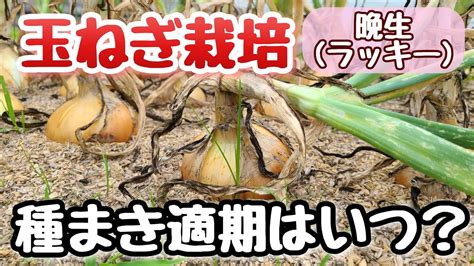 玉ねぎ栽培晩生の玉ねぎ ラッキー の最適な種まき時期 YouTube