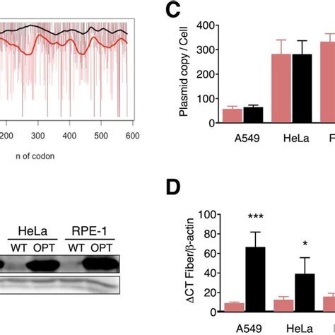 Codon Optimization Of The Fiber Increases Its Expression In Transfected
