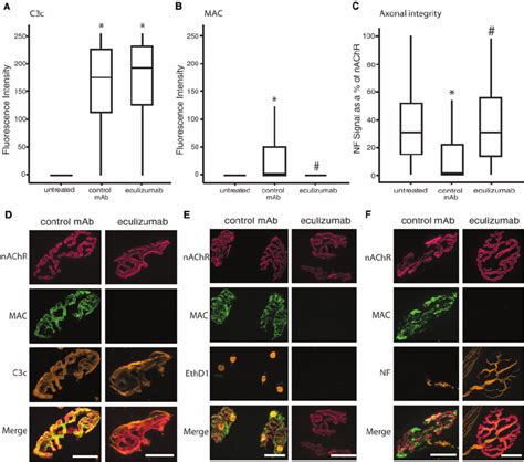 Immunohistological Demonstration Of The Protective Effect Of Eculizumab
