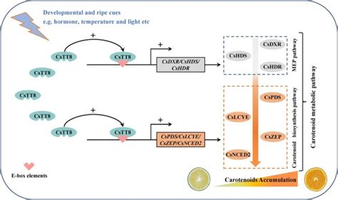 Transcription Factor Cstt8 Promotes Fruit Coloration By Positively Regulating The
