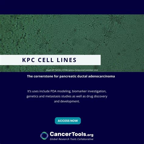 Kpc Cell Lines From Mouse Model Of Pancreatic Adenocarcinoma Cancertoolsorg