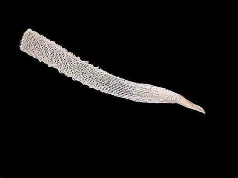 Euplectella Aspergillum Part Iv Vandalism On A Glass Sponge