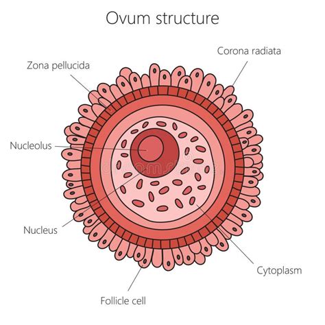 Egg Cell Structure Diagram Medical Science Stock Illustration Illustration Of Algae