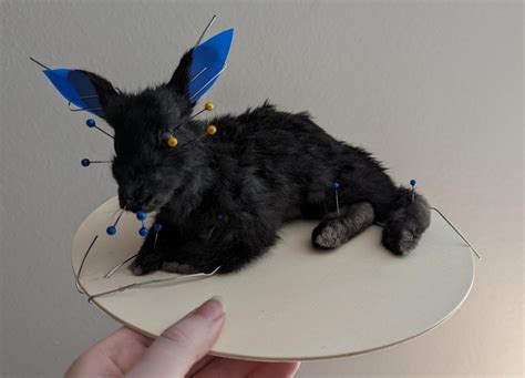 Taxidermy Class Rabbit Rtaxidermy