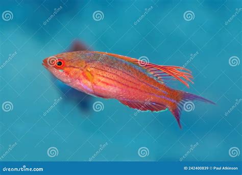 Blue Flasher Wrasse Paracheilinus Cyaneus Royalty Free Stock