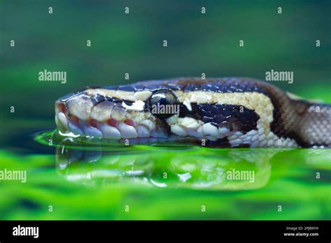 Royal Python Python Regius Adult Snake Swimming On Water England United Kingdom Captive Royal Python Python Regius Adult Snake Swimming On Water England United Kingdom Captive