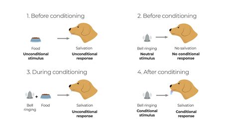 Reinforcement Learning Brain And Psychology Neuroscience Basics 2 By Alexey Poddiachyi
