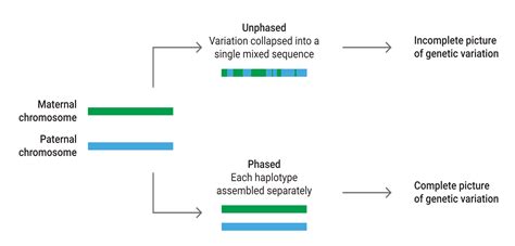 Sequencing Phasing At Jill Farris Blog