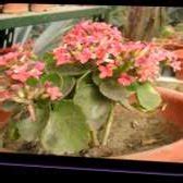 Macromorphology Of Kalanchoe Blossfeldina Poelln Download Scientific
